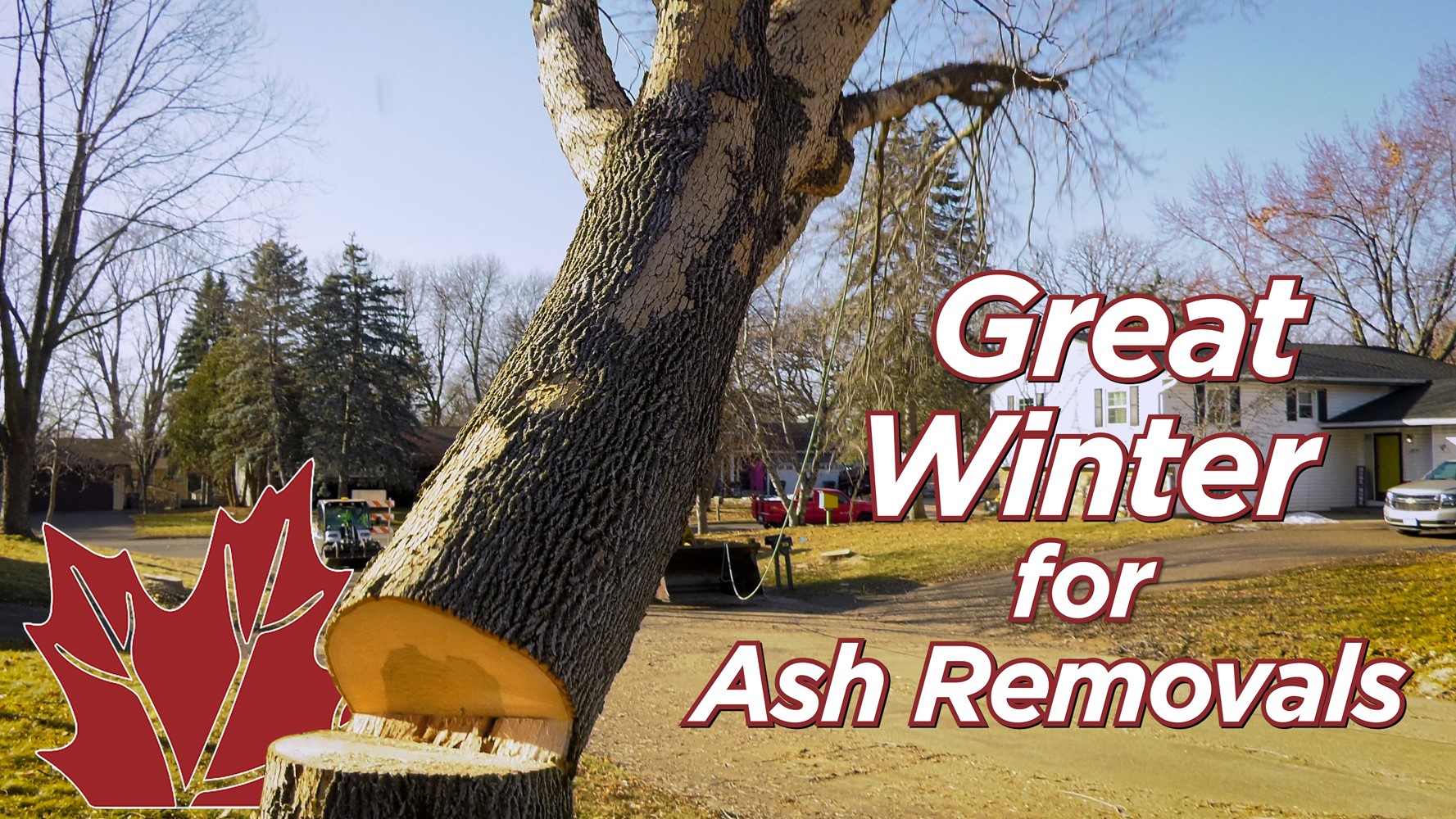 Great Winter for Ash Removals